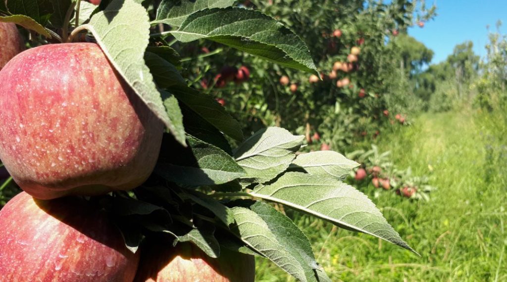 Nueva inversión del Estado para el control de la plaga Carpocapsa ...